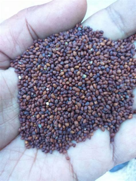 Dhecha Seeds Red Packaging Size 1 Kg At ₹ 440 Kg In Neemuch Id 2855720012830
