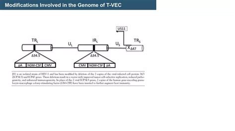 Oncolytic Virus Overview Pptx