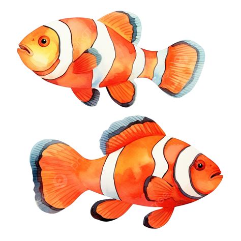 흰동가리 수채화 클립 아트 시골뜨기 수채화 바다 Png 일러스트 및 이미지 에 대한 무료 다운로드 Pngtree