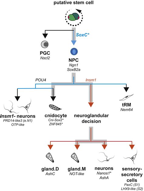 Single Cell Transcriptomics Identifies Conserved Regulators Of Neuroglandular Lineages Cell Reports