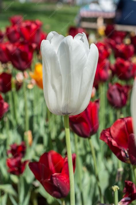 Premium Photo Outstanding Colorful Tulip Flower Bloom In The Spring