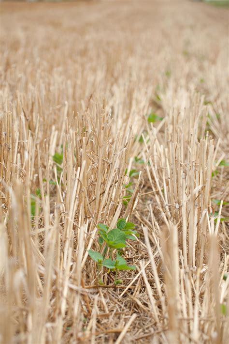 Soybeancroprotationandno Tillwheatresidue The Echo