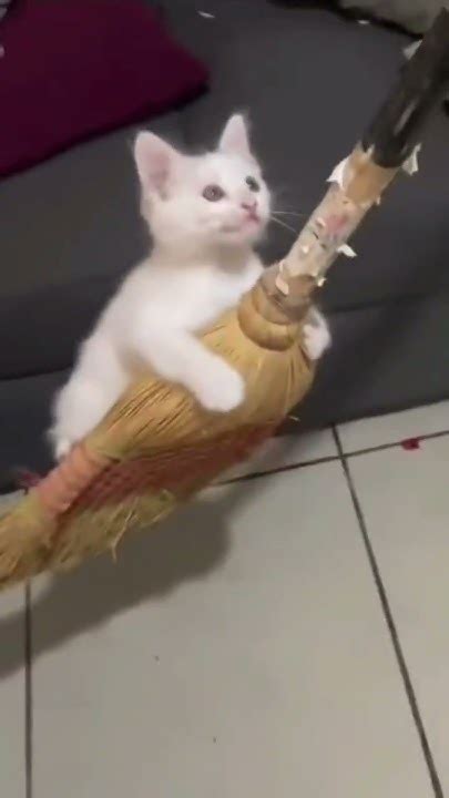 해리포터 고양이🧜‍♂️ Harry Potter Cat प्यारा जानवर Pet Video Shorts Cutecat