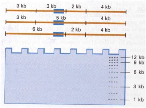 Solved The Rflps Described Are Analysed With The Restriction