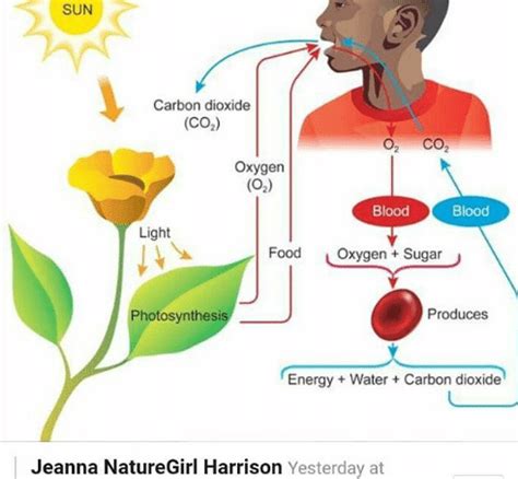 Oxygen In Carbon Dioxide Out Hilltop Workshops PMA