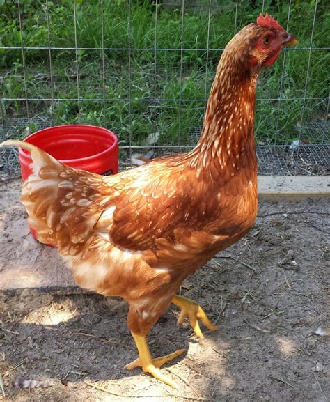 Rooster Or Hen Red Sex Link 13 5 Weeks Old