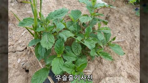 무릅에 좋은 우슬줄기 천천히 성장하는영상[타임랩스] 줄기 와뿌리 정보영상 Youtube