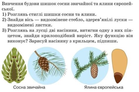 Вивчення будови шишок сосни звичайної та ялини європей ської 1 Розглянь стиглі шишки сосни та