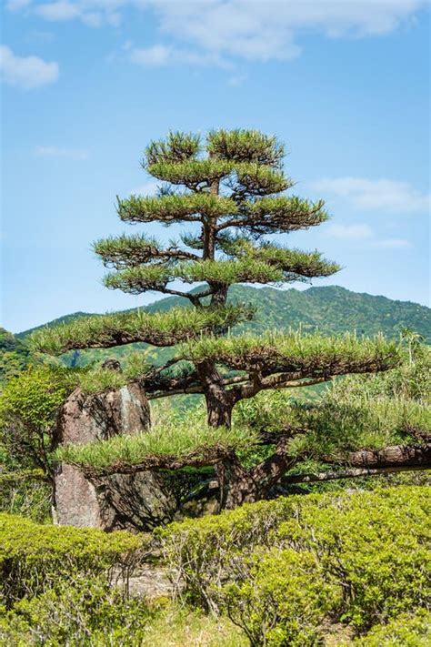 Japanese Black Pine Tree In The Garden At Seiganto Ji Temple Wakayama