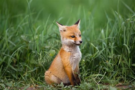 Premium Photo Portrait Of A Small Red Fox