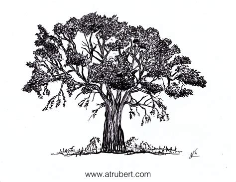 Croquis Arbre Artiste Alexandre Truber Dibujo Por At6 Alexandre Trubert Artmajeur