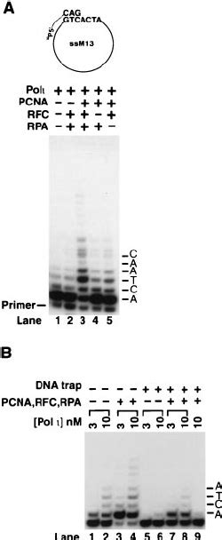 effect of pcna rfc and rpa on hpol ␫ activity a dna synthesis by