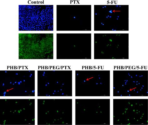 Dapi And Fitc Staining Of Hela Cells Treated With Paclitaxel Download Scientific Diagram