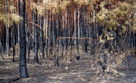 Лісова пожежа у Новосанжарській громаді вогонь завдав колосальних збитків Решетилівщина Ua