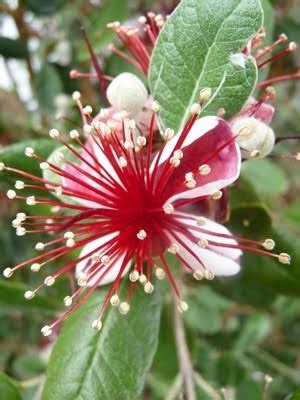 Refreshing Pineapple Guava Varieties