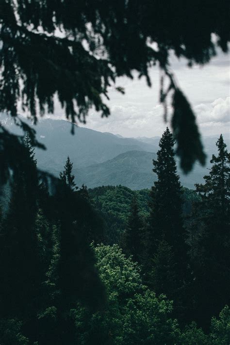 거친 풍경 경치 경치 좋은 전망 고립된 봉우리 고요한 광경 고요함 광야 구름없는 하늘 나무 녹지 로우앵글 샷 맑은 공기 맑은 하늘 모험 여행