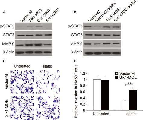 Signal Transducer And Activator Of Transcription 3 Stat3 In Ha59t Download Scientific Diagram