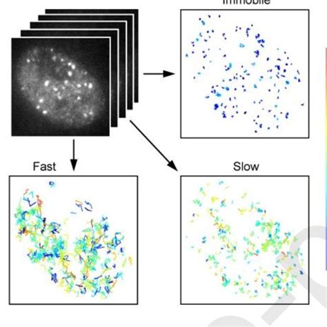 Pdf A Birds Eye View Of Deep Learning In Bioimage Analysis