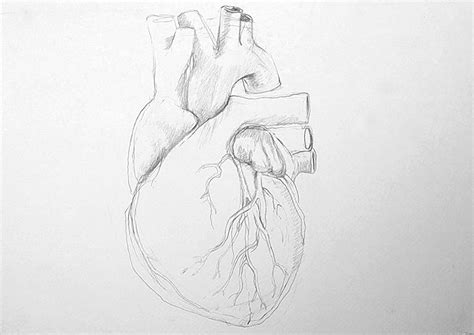 How To Draw A Real Heart Step By Step