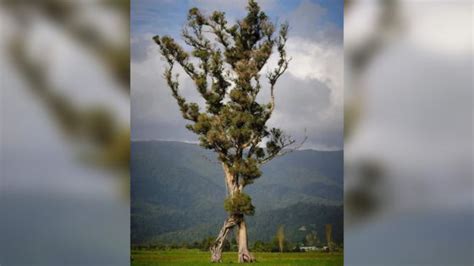 A Walking Tree That Is Over 30 Meters Tall And Appears To Be Walking