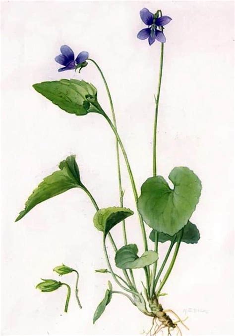 Ботаническое строение Фиалки душистой | Botanical illustration ...
