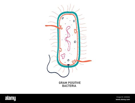 Gram Positive Bacterium Illustration Gram Positive Bacteria Are