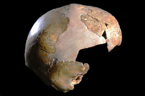 Our Big Brains May Have Evolved Because Of Placental Sex Hormones New