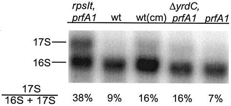 Northern Blot Analysis Of 16s Rrna In Strains Mra76 Rpsit2215 Prfa1