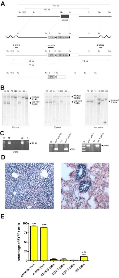 figure 1 from lineage instructive function of c ebpα in multipotent