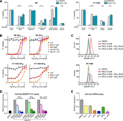 Figure 2 From Gtp Cyclohydrolase 1 Tetrahydrobiopterin Counteract Ferroptosis Through Lipid