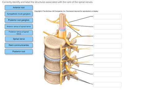 Solved Correctly Identify And Label The Structures Associ
