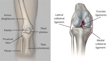 Proximal Tibia Anatomy