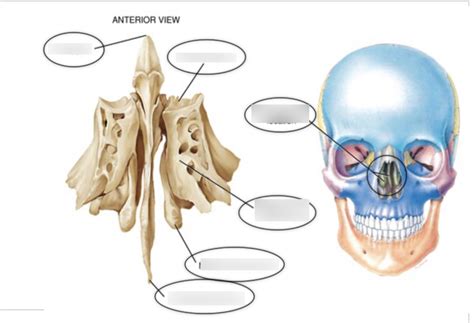 Ethmoid Bone Diagram Quizlet