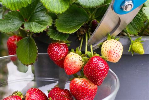 Why Its Better To Grow Strawberries In The Ground Than A Pot