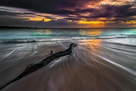 Premium Photo A Tree Branch Is In The Water At Sunset