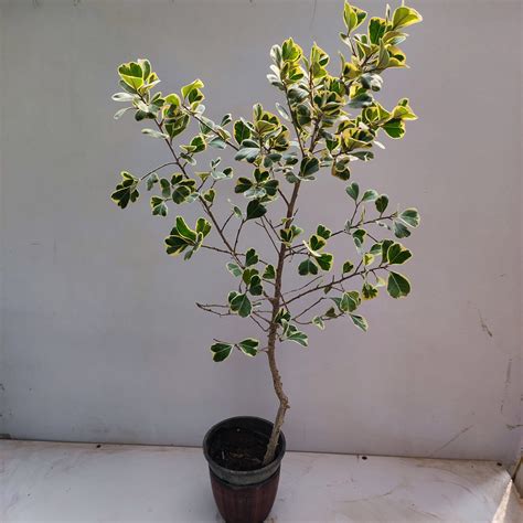 Ficus Triangularis Variegata Sweetheart Tree Nurserybuy