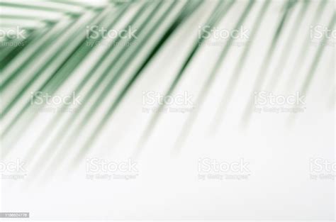 흰색 배경에 녹색 야자수 잎이 흐려져 있습니다 열대 녹색 여름 배경입니다 공간을 복사합니다 0명에 대한 스톡 사진 및 기타 이미지 Istock