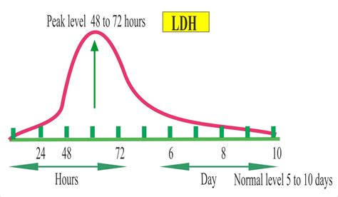 Lactate Dehydrogenase Level Ldh Lactic Dehydrogenase Isoenzymes Of Ldh