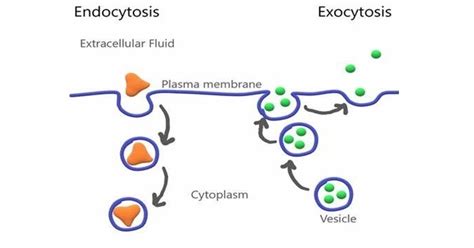 Trans Endocytosis A Biological Process Assignment Point