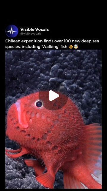 Walking Fish Discovered On Seamounts Off Chiles Coast