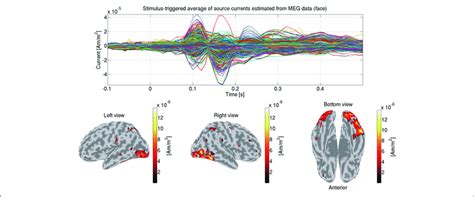 Stimulus Triggered Average Of Source Currents Estimated From Meg Data