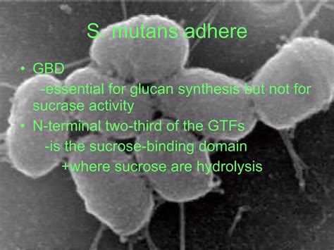 Streptococcus Mutans Cell Ppt