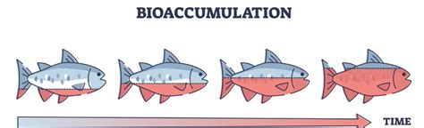 Bioaccumulation Diagram
