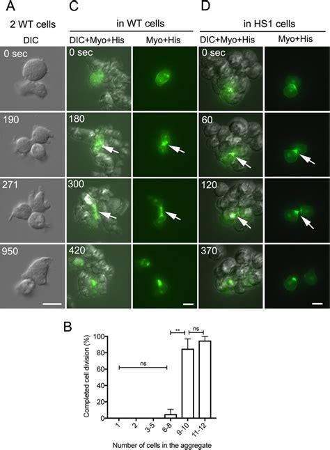 Observation Of Cell Division In Multicellular Aggregates A When The Download Scientific