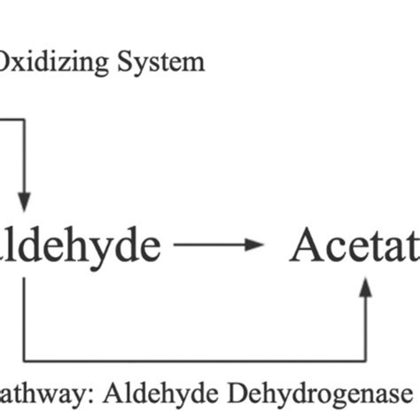 Schematic Representation Of Metabolic Pathway Of Ethanol Adapted From Download Scientific