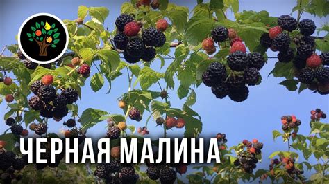 Черная малина Кумберленд - хит сезона - YouTube