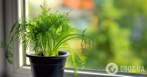 Коли садять кріп і петрушку як виростити зелень на підвіконні Oboz Ua