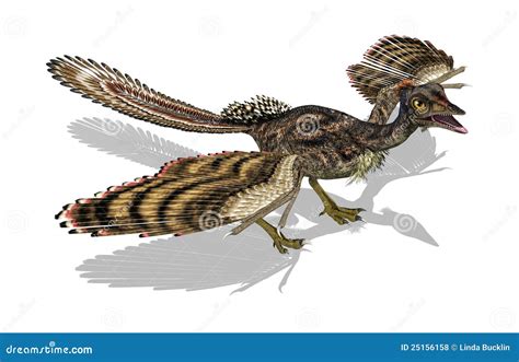 Archaeopteryx Prehistoric Bird Stock Illustration Illustration Of Fossil Bird 25156158