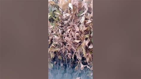 Chestnut Tree Youtube