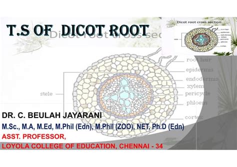 3 Root Apical Meristem And Theories Of Root Apical Meristem Pptx
